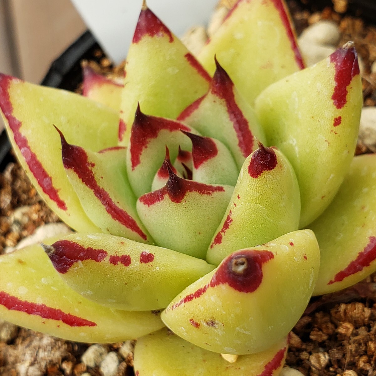 Yahoo!オークション - 多肉植物NO85 エボニー 7.5㎝ポット 新入荷 韓国...