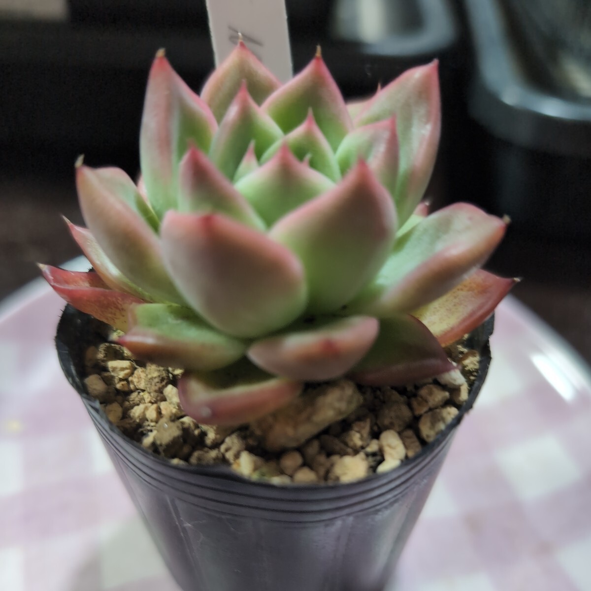 Yahoo!オークション - 多肉植物 11 エケベリア フロリディティ 268