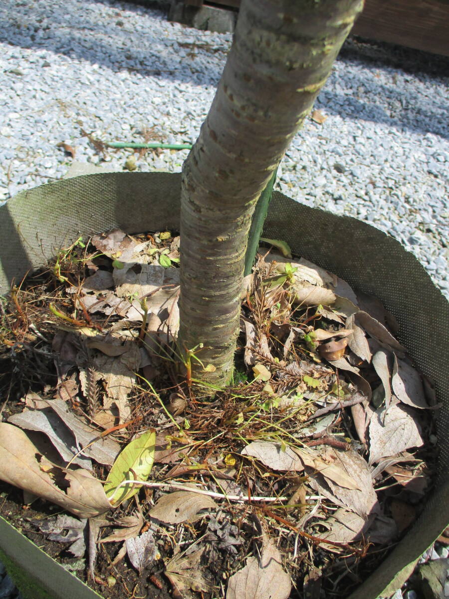 Yahoo!オークション - 植樹の季節 記念樹に 綺麗です サクラ 山桜 H2....