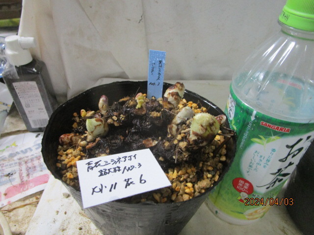 Yahoo!オークション - 山野草 青花シラネアオイN03大小11芽花6芽