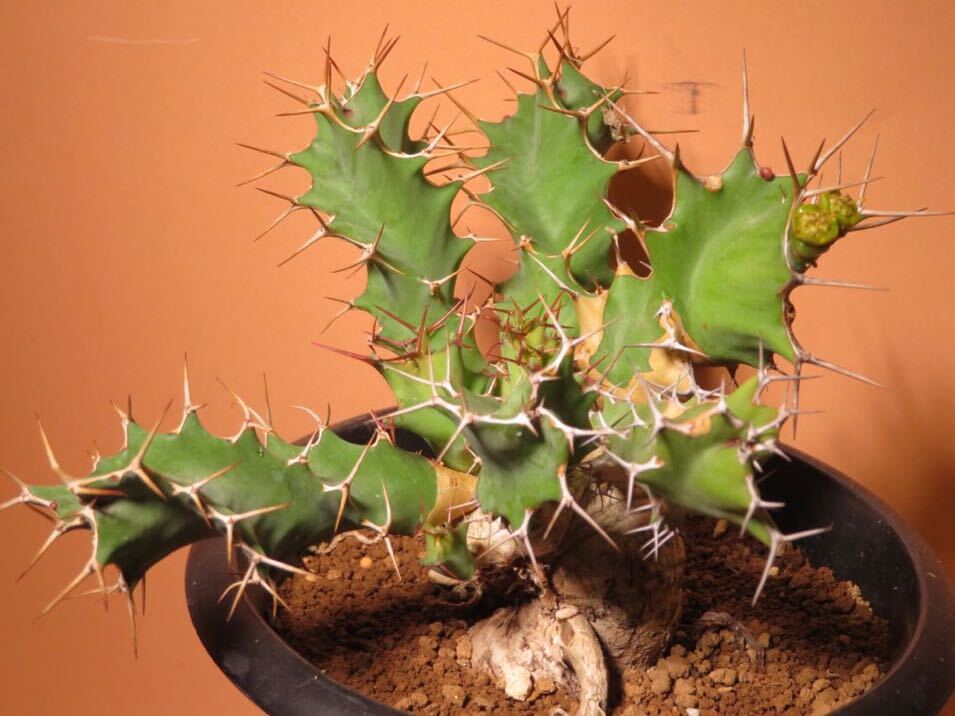 Yahoo!オークション - 52 Euphorbia tortirama ユーフォルビア トルチ...