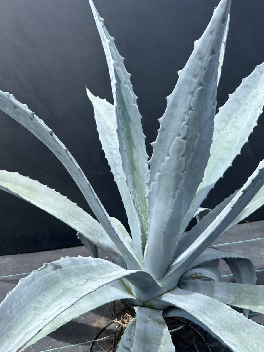 Yahoo!オークション - 2 Agave americana sp アガベ アメリカーナ 特大...