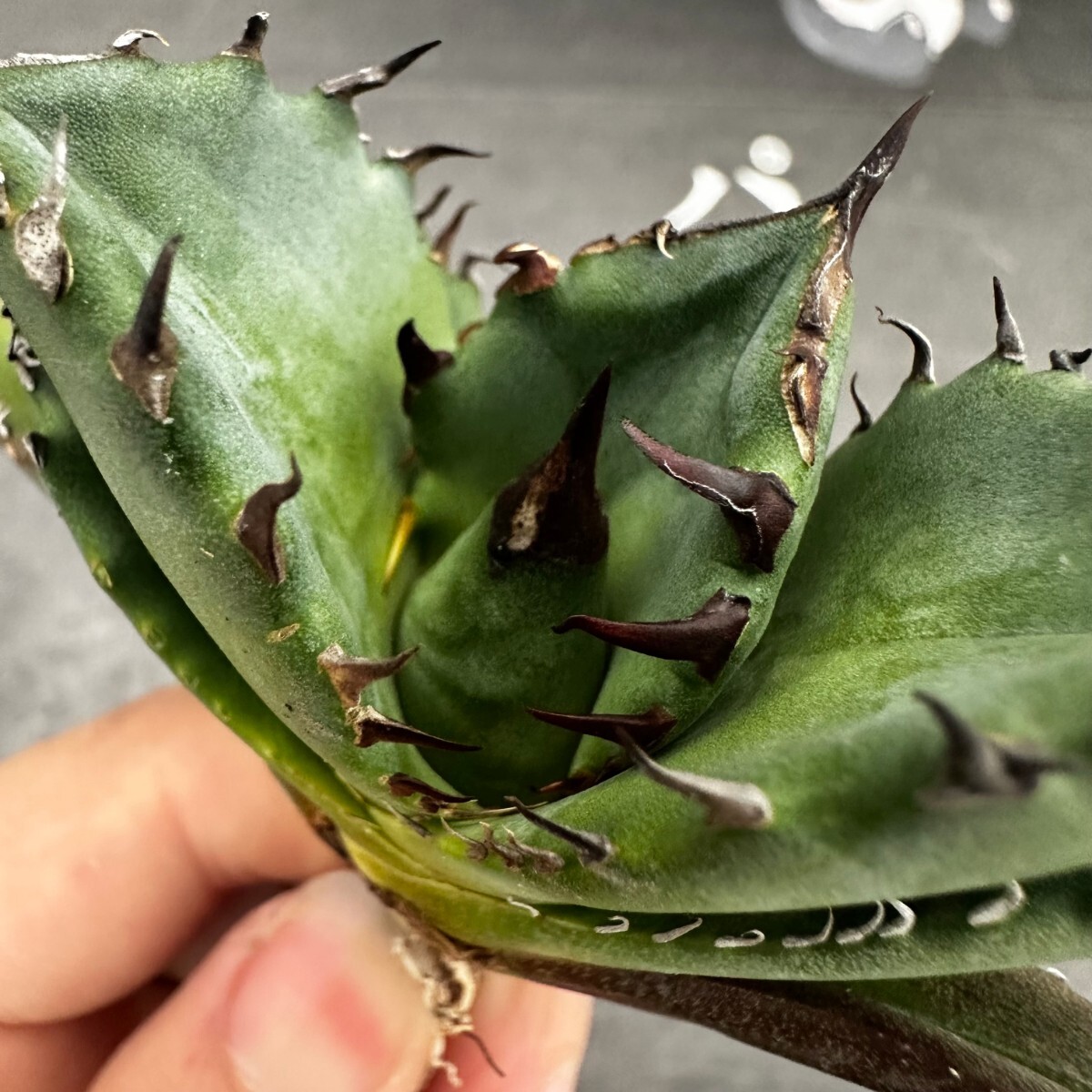 Yahoo!オークション - D84【パンダ園芸】発根済 稀少 アガベ チタノタ ...