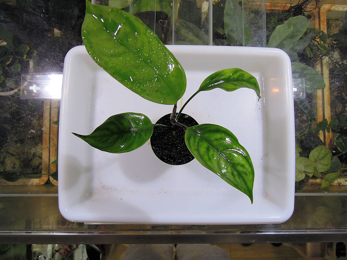 Yahoo!オークション - 0520アグラオネマsp kpg Desa Musai Pulau LINGG...