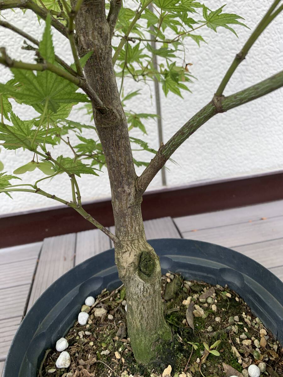 Yahoo!オークション - モミジ シギタツサワ 樹高85cm 7