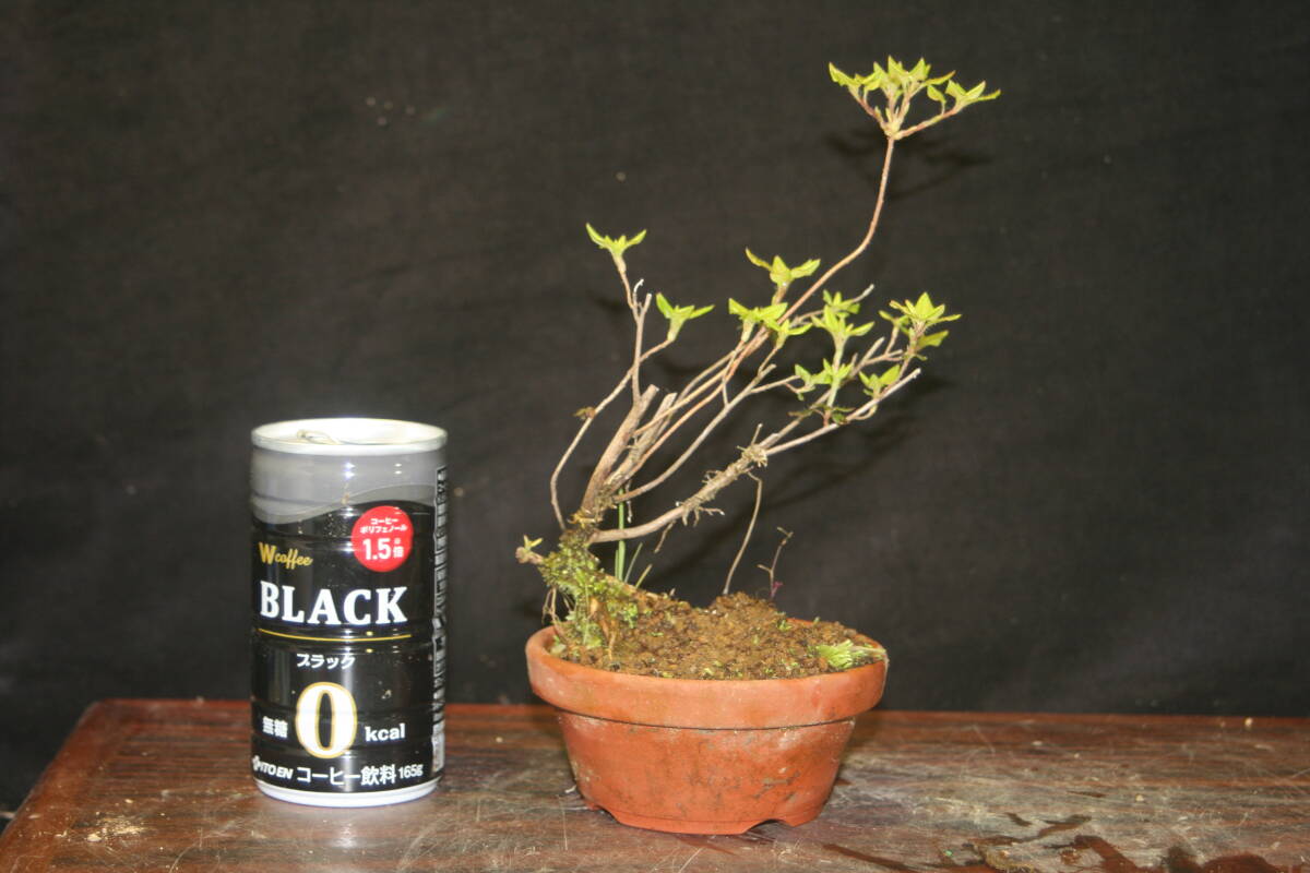 Yahoo!オークション - 梅花ツツジ 苗 同梱可 2548