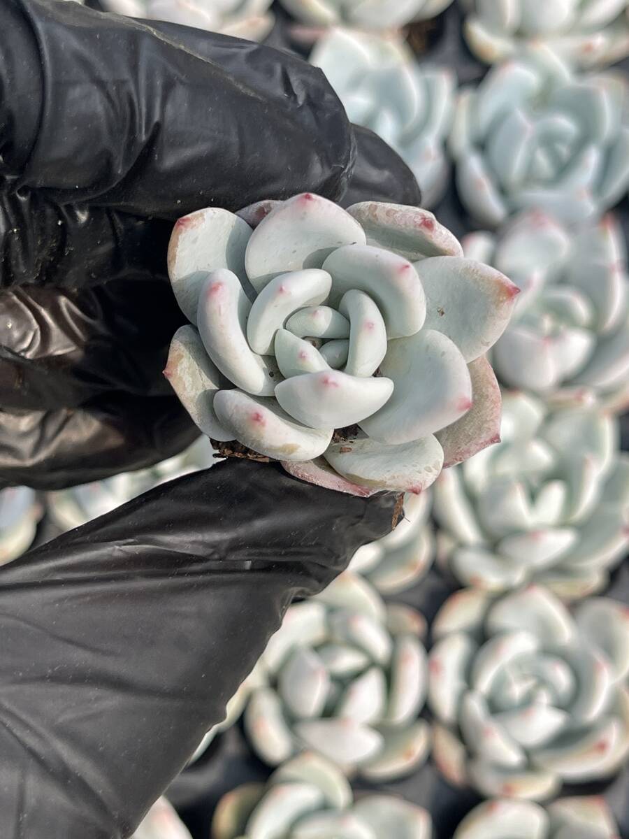 Yahoo!オークション - 20株Z19多肉植物 エケベリアれいれん超美苗 サボ...