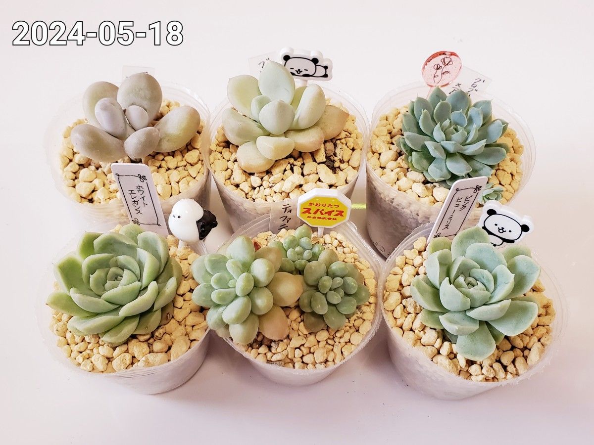 多肉植物 6苗セット+おまけ 1-D モモチーズ ティファニー 多肉植物 6苗セット+おまけ 1-D モモチーズ ティファニー