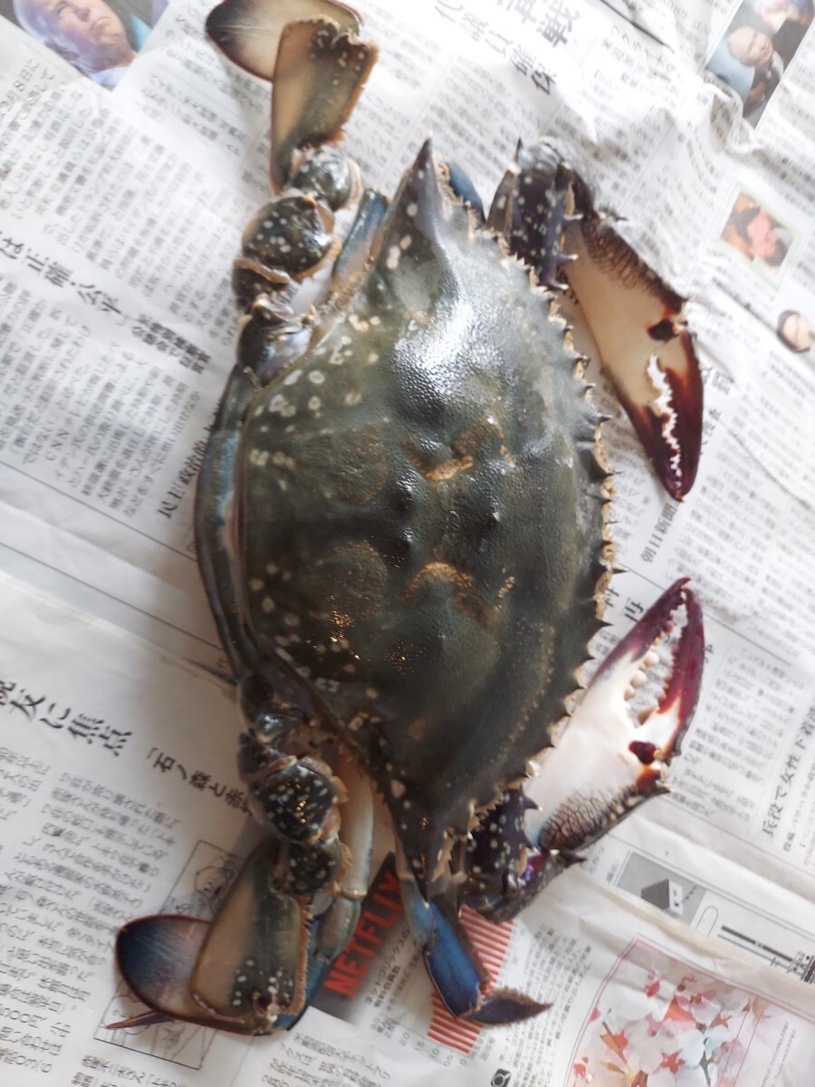 Yahoo!オークション - 大型メス渡りがに生400~420g位1匹1480円即決