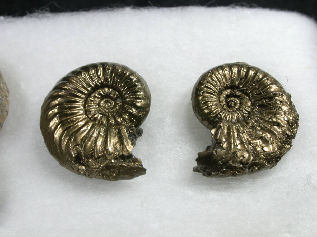 Yahoo!オークション - アンモナイト セット ドイツ産