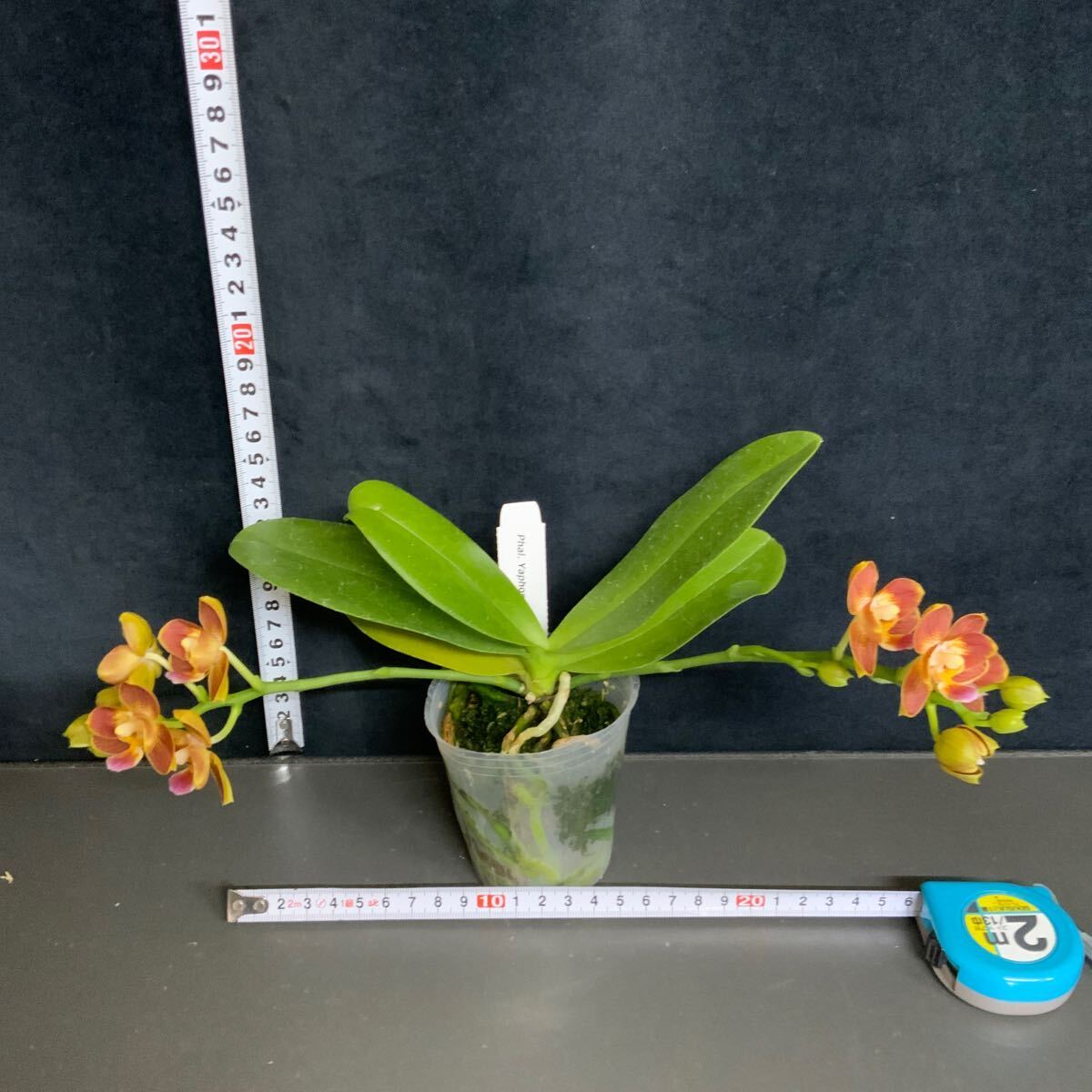 Yahoo!オークション - (^ ^)(247) Phal. Yaphon Perfume '815'