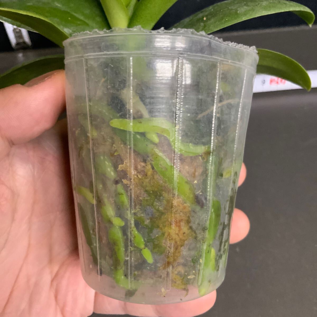 302 Phal. Violet Eye(ラン)｜売買されたオークション情報、yahooの商品情報をアーカイブ公開 - オークファン（aucfan.com）