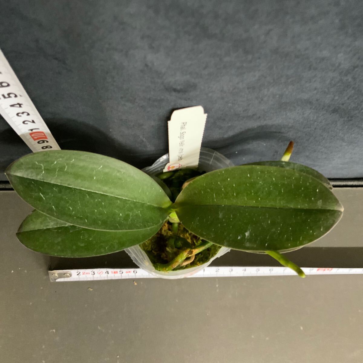 Yahoo!オークション - (^ ^)(427)Phal. Sogo Yellowtris (peloric)