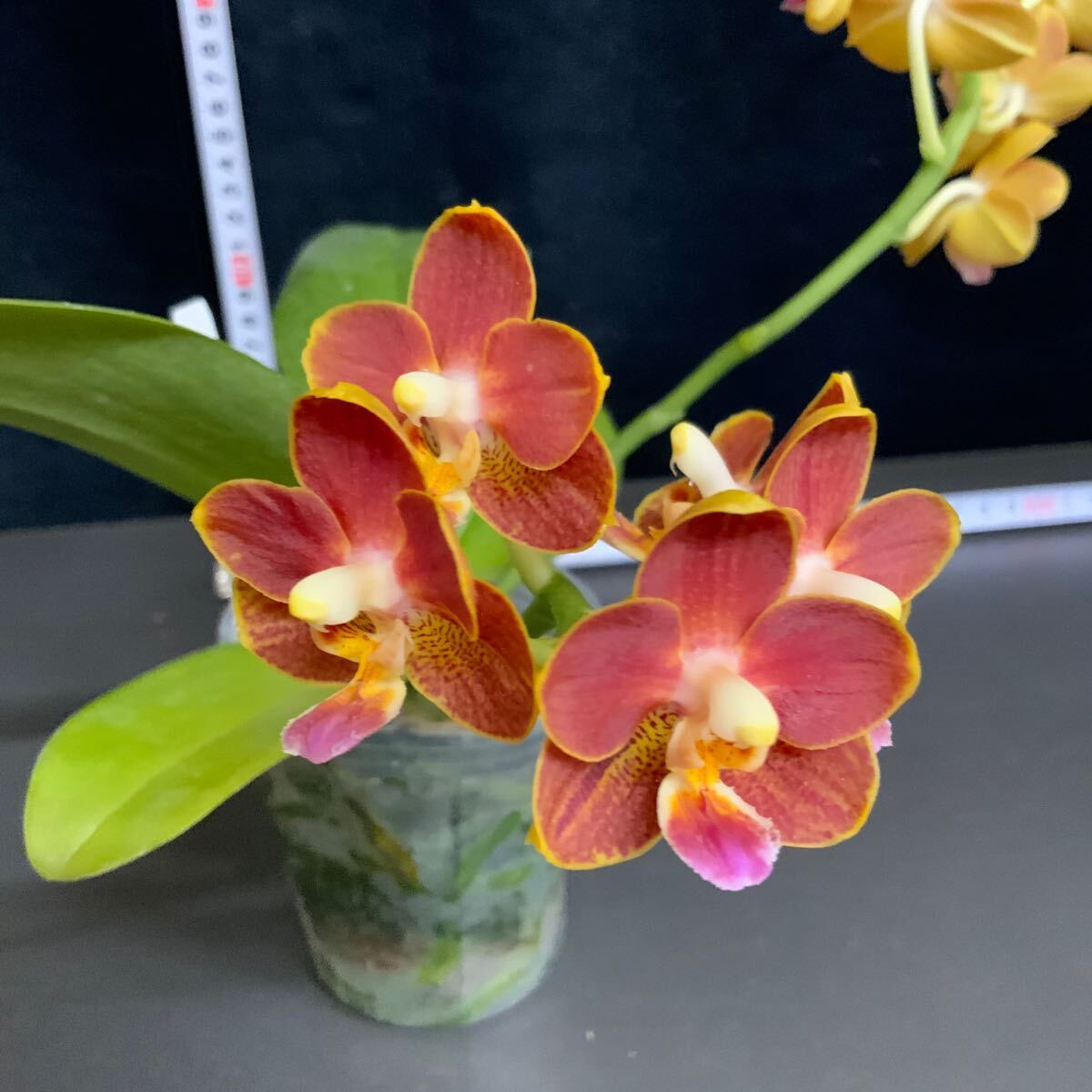 Yahoo!オークション - (^ ^)(447) Phal. Yaphon Perfume '815'