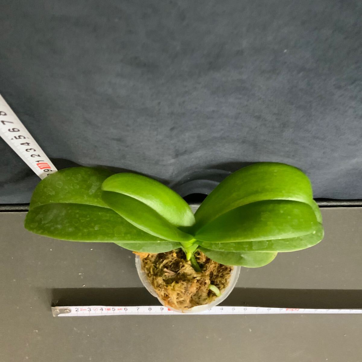 Yahoo!オークション - (^ ^)(458) Phal. Sogo Vivian 'Smurf' (Special...