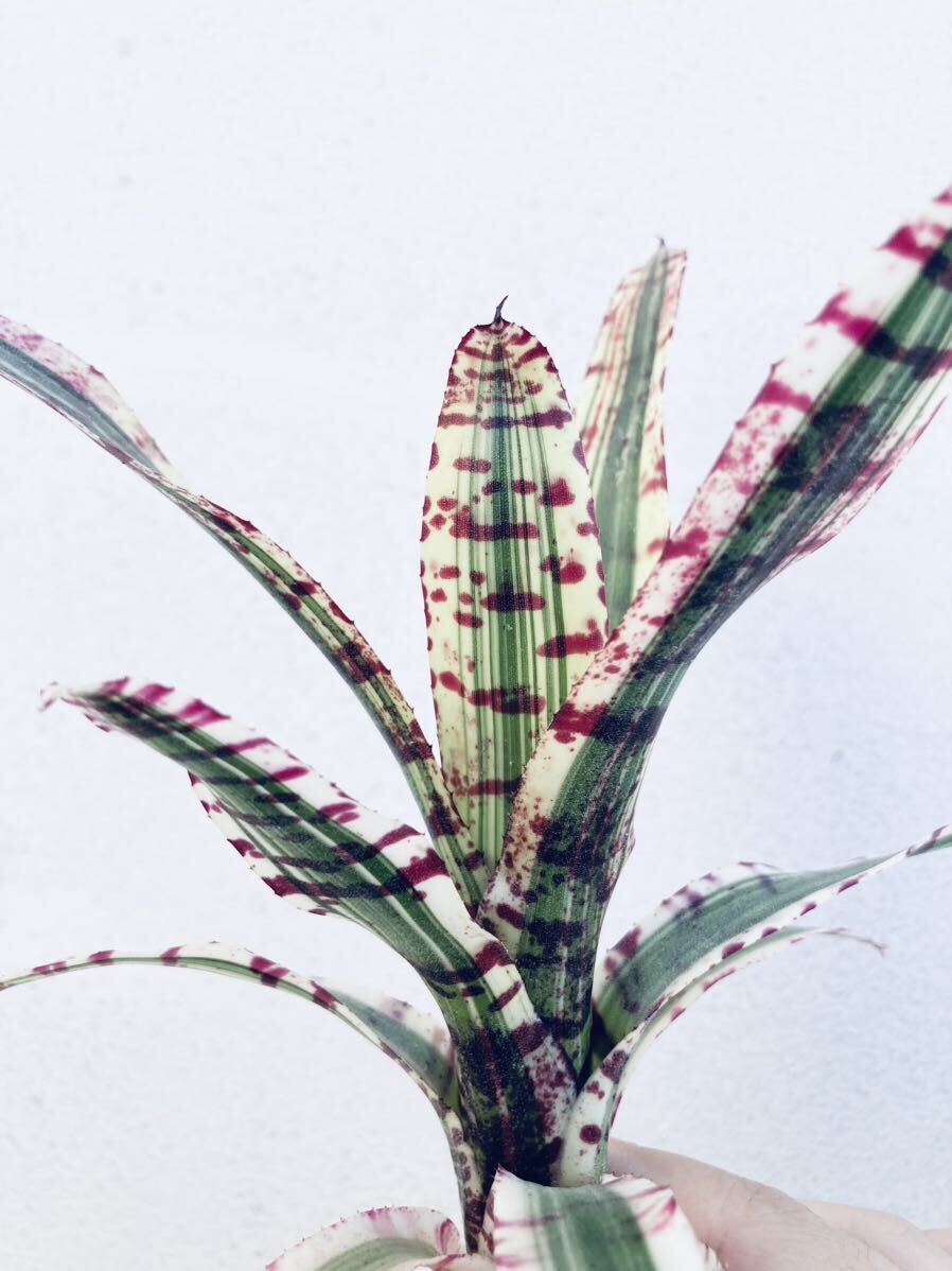 Yahoo!オークション - Neoregelia ‘Groucho’ / ネオレゲリア ‘グル...