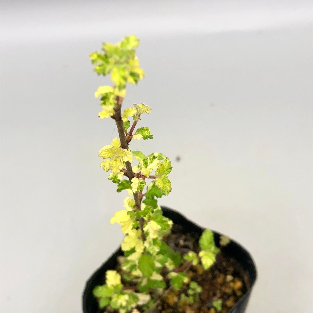 Yahoo!オークション - -G93-キンカザンガマズミ【斑入り】050931