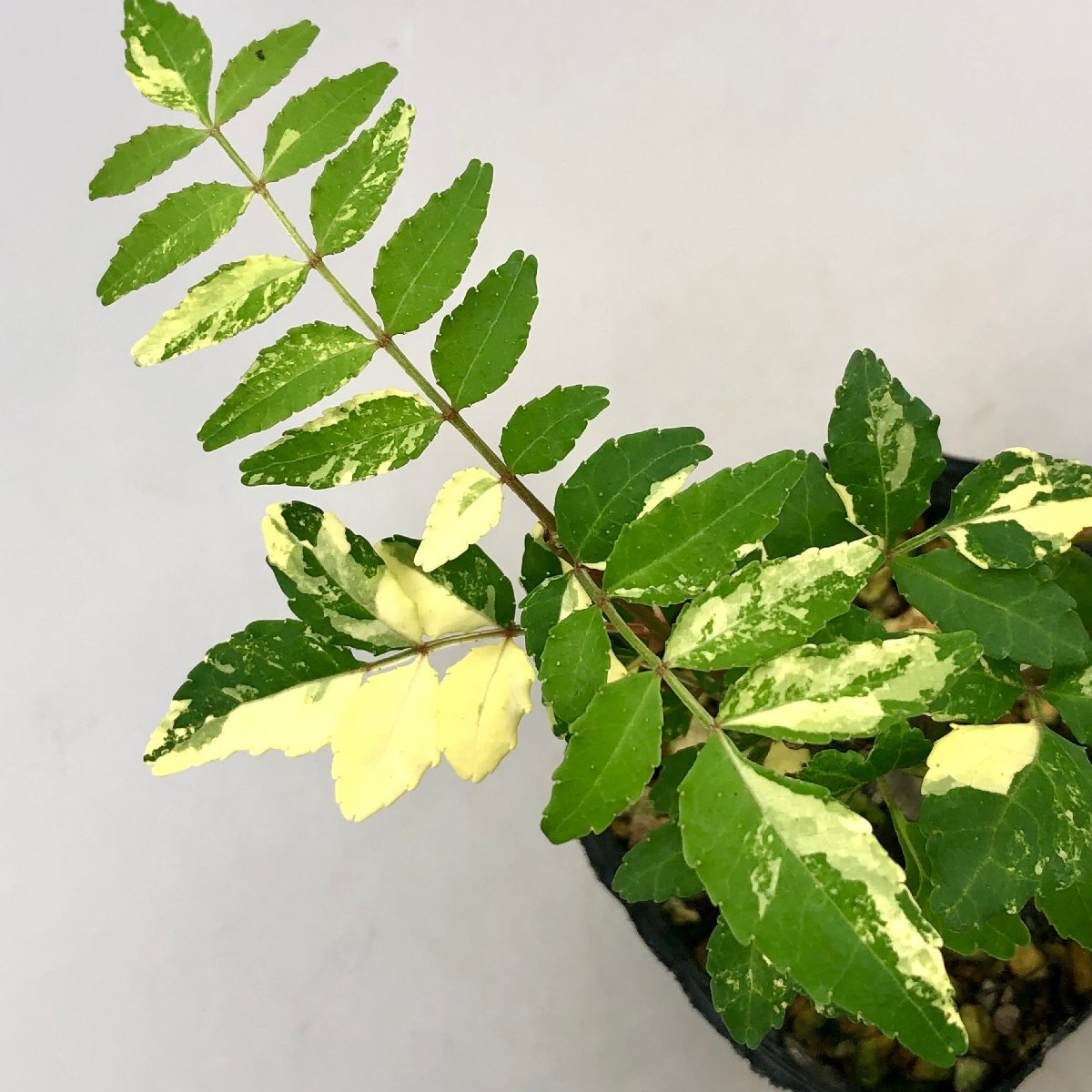 Yahoo!オークション - -G93-サンショウ【黄斑】 052202