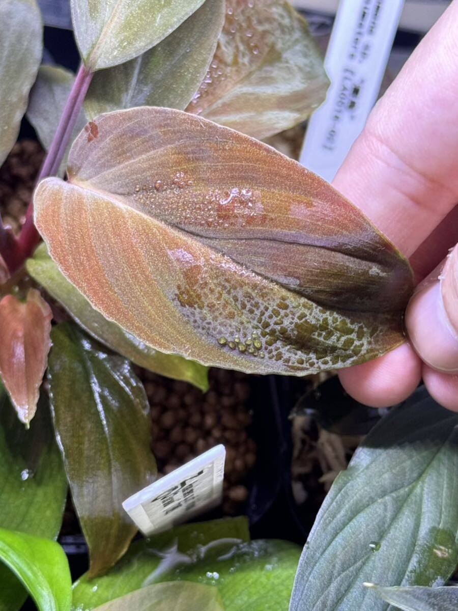 Yahoo!オークション - Homalomena sp. aff Insignis “Sarawak“【TB】