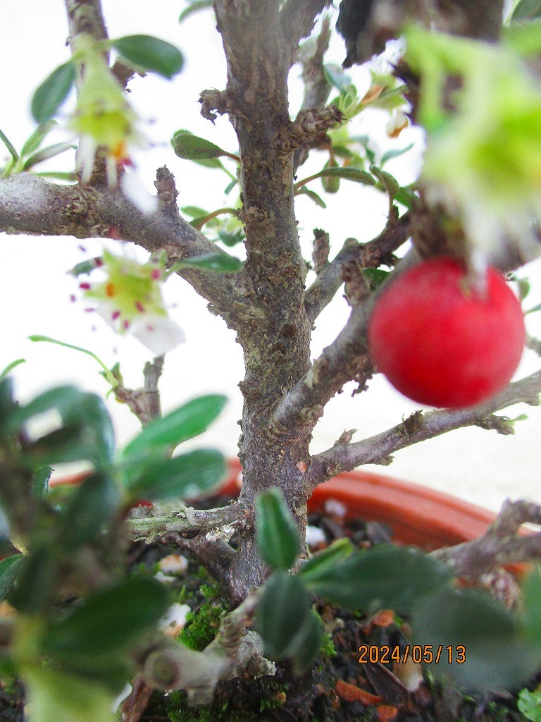 Yahoo!オークション - [讃岐屋緑兵衛]白シタン(5744茶丸プラ鉢)全高 20...