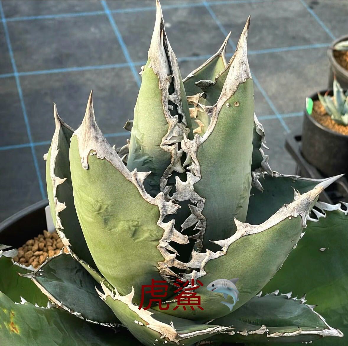 Yahoo!オークション - 【馭龍閣】 b64アガベ チタノタ 虎鯊TC株 台灣10...