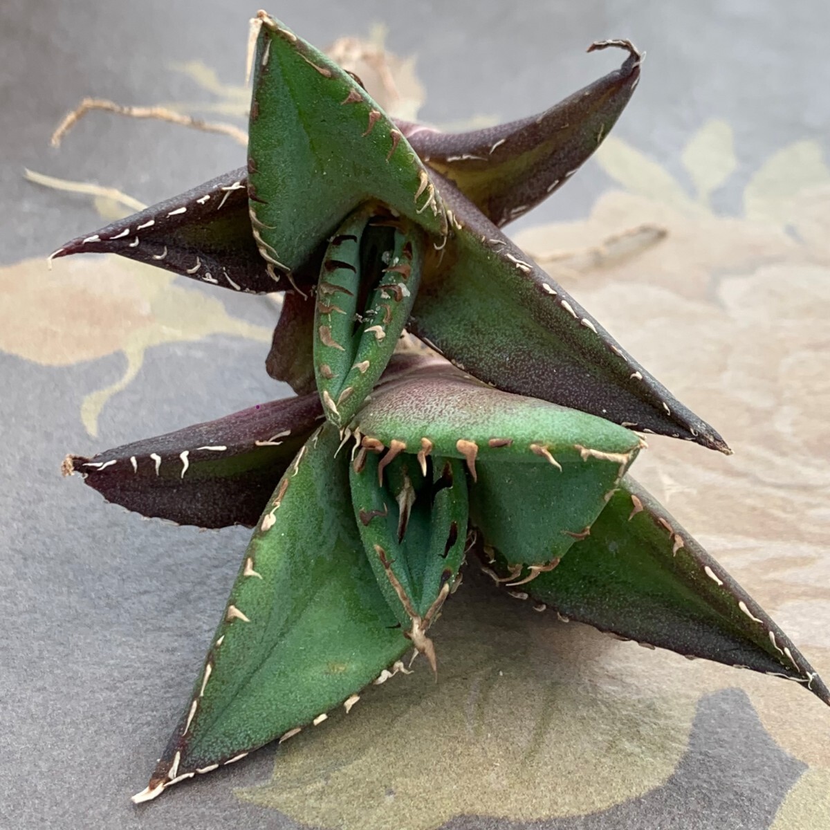 Yahoo!オークション - G1349アガベ チタノタ ハデス 黒帝斯 恐竜牙歯 ...