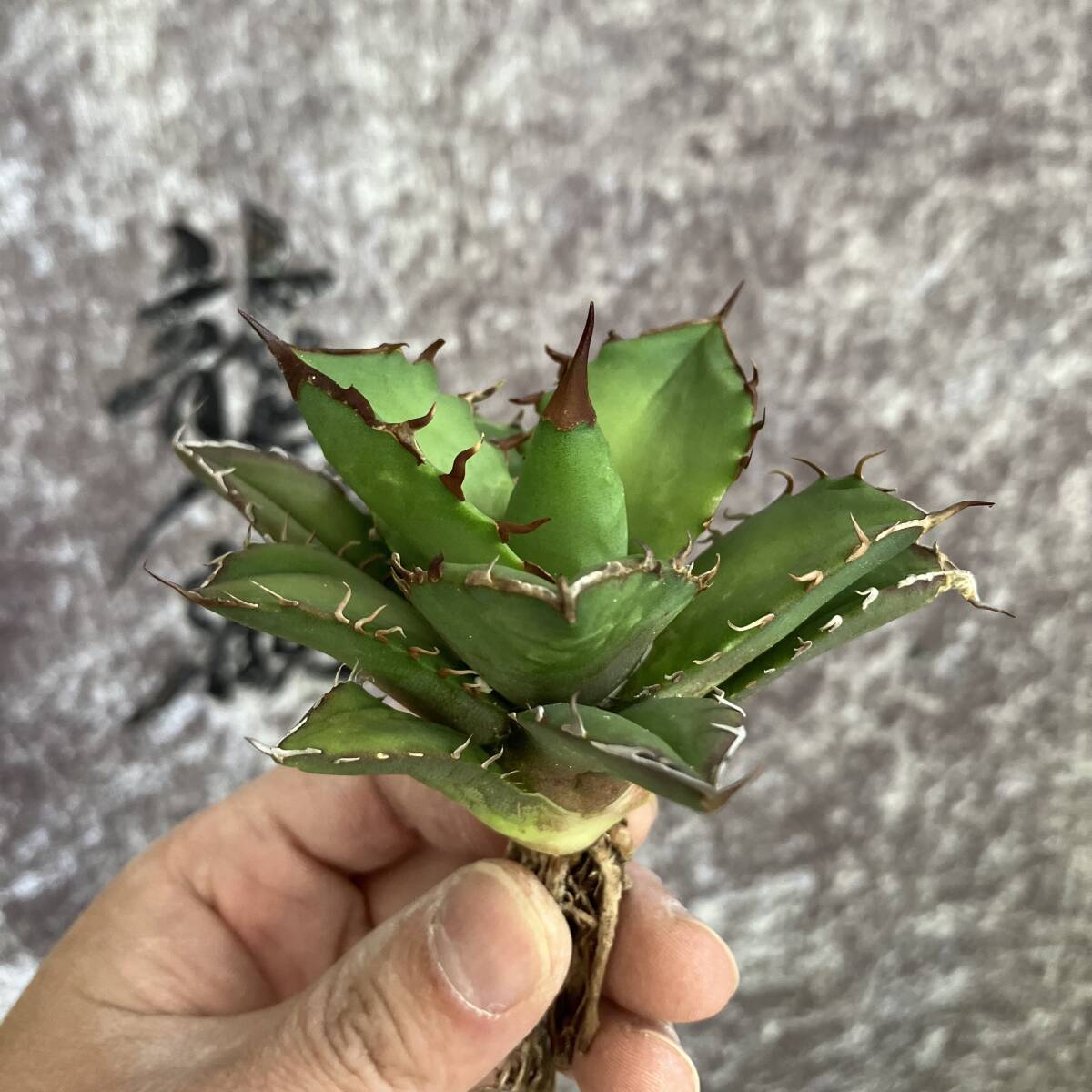 Yahoo!オークション - 【龍園觀】①No.B215 特選 アガベ 多肉植物 チタ...