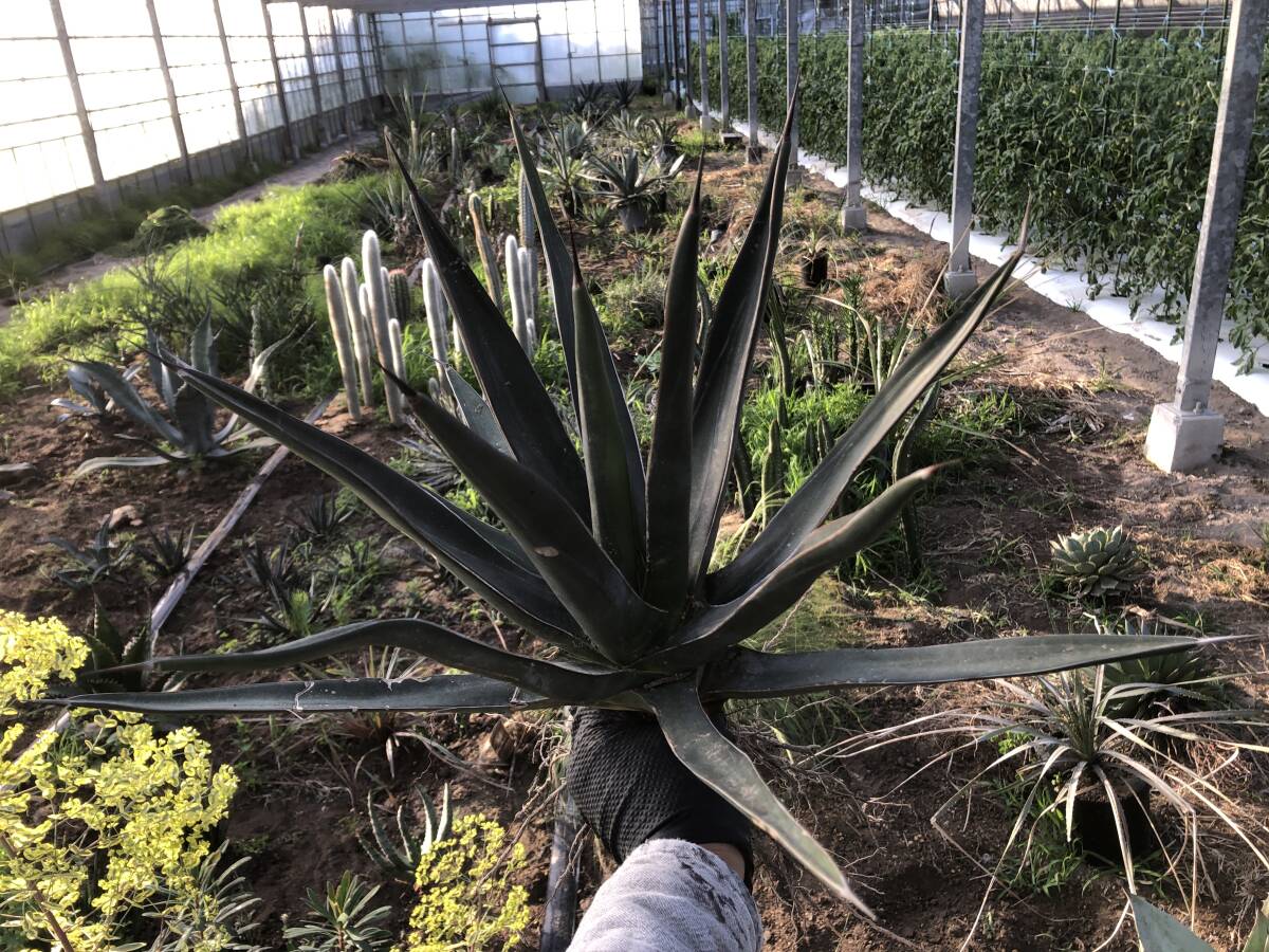 Yahoo!オークション - Agave kerchovei アガベ 紫雲龍