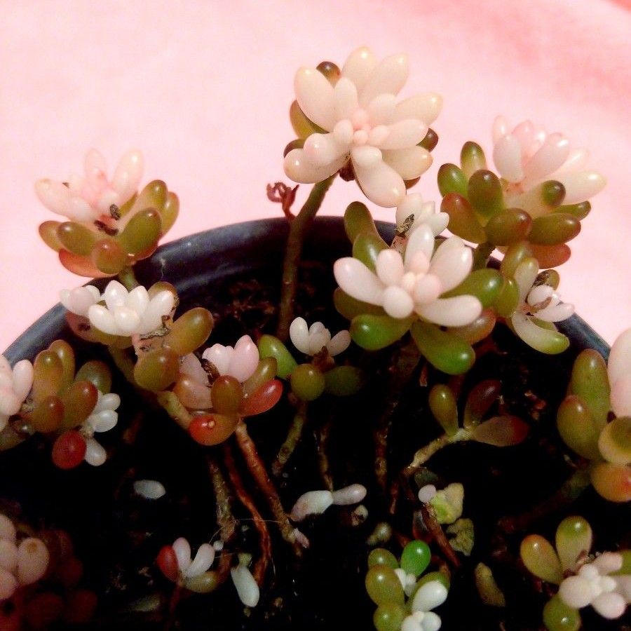 レッドベリー錦 多肉植物 3カット|Yahoo!フリマ(旧PayPayフリマ) レッドベリー錦 多肉植物 3カット|Yahoo!フリマ(旧PayPayフリマ)