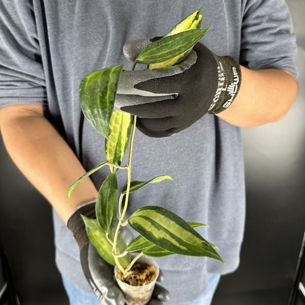 Yahoo!オークション - Y153「斑入り」Hoya macrophylla 'Pot of Gold'