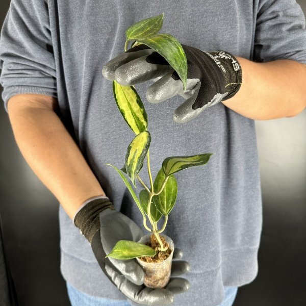 Yahoo!オークション - Y153「斑入り」Hoya macrophylla 'Pot of Gold'