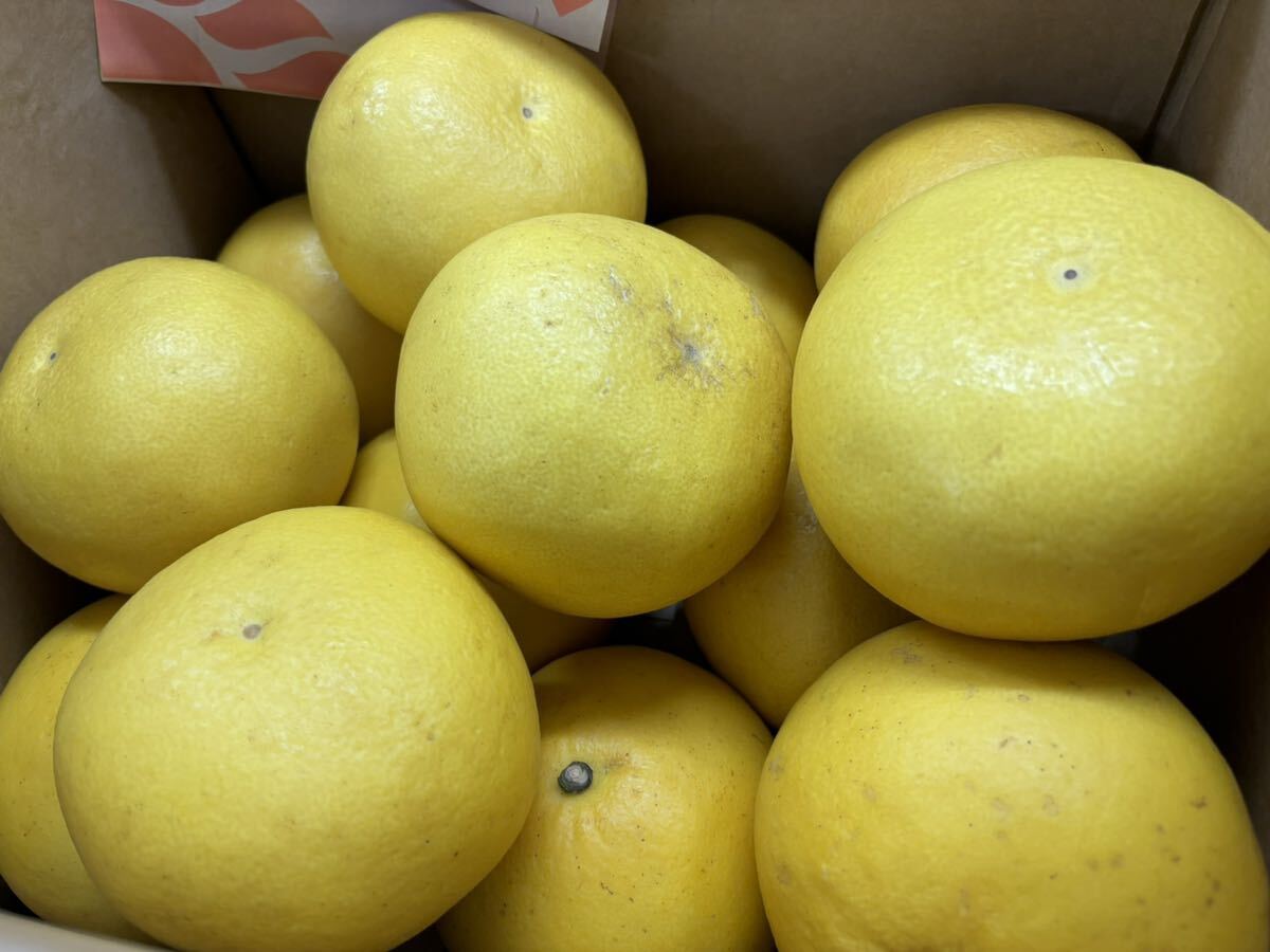 Yahoo!オークション - 1円から高知産訳アリ土佐文旦サイズ混合約7.5kg