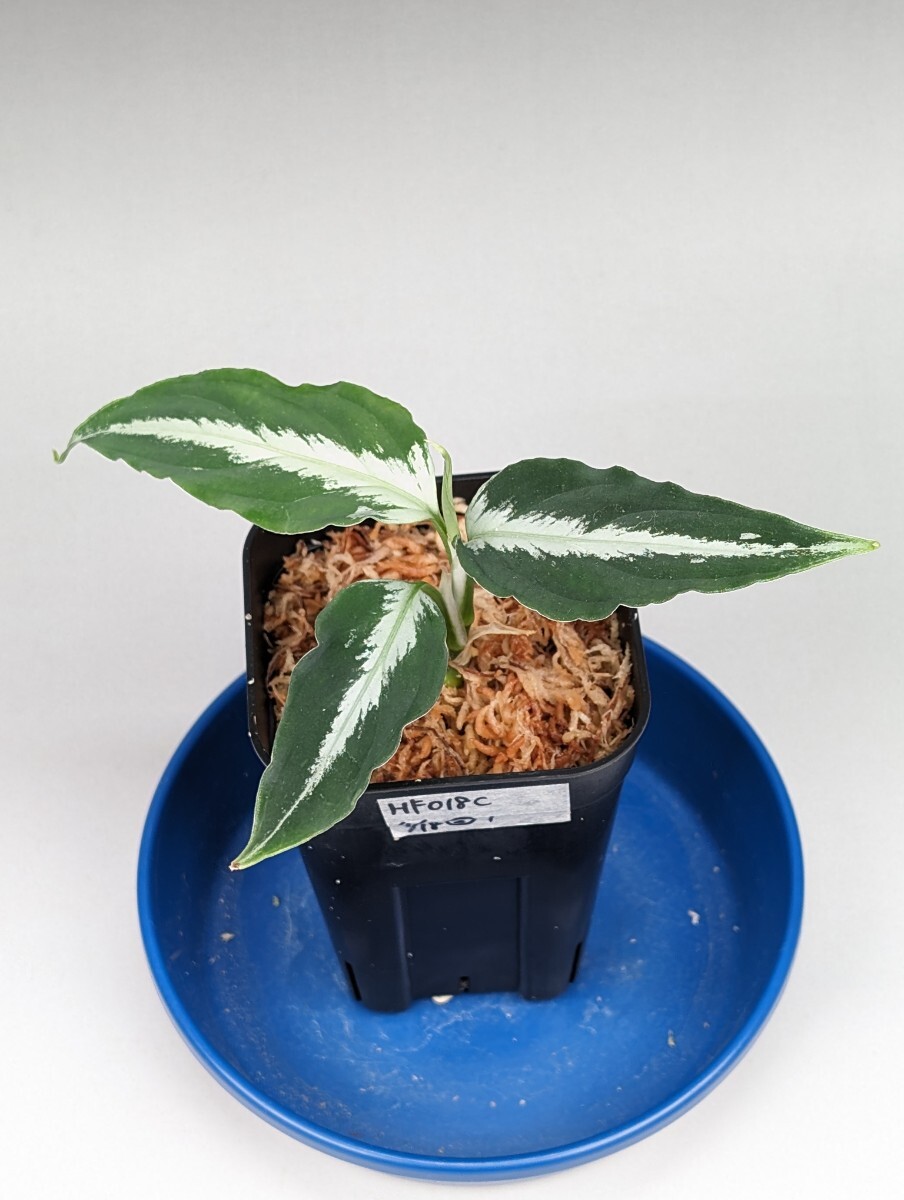 Yahoo!オークション - ネームド交配 オリジナル交配株 HF018_C個体 ア...