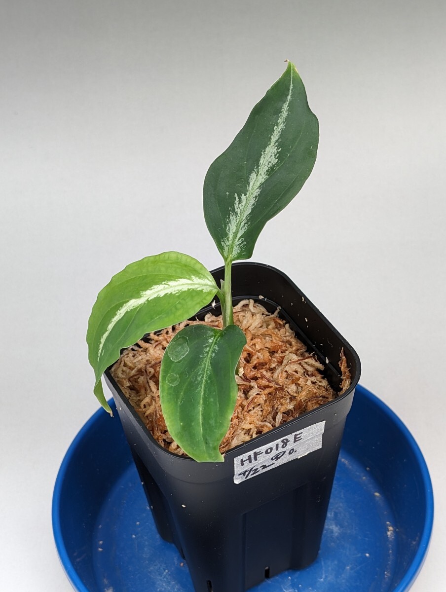 Yahoo!オークション - ネームド交配 オリジナル交配株 HF018_E個体 ア...