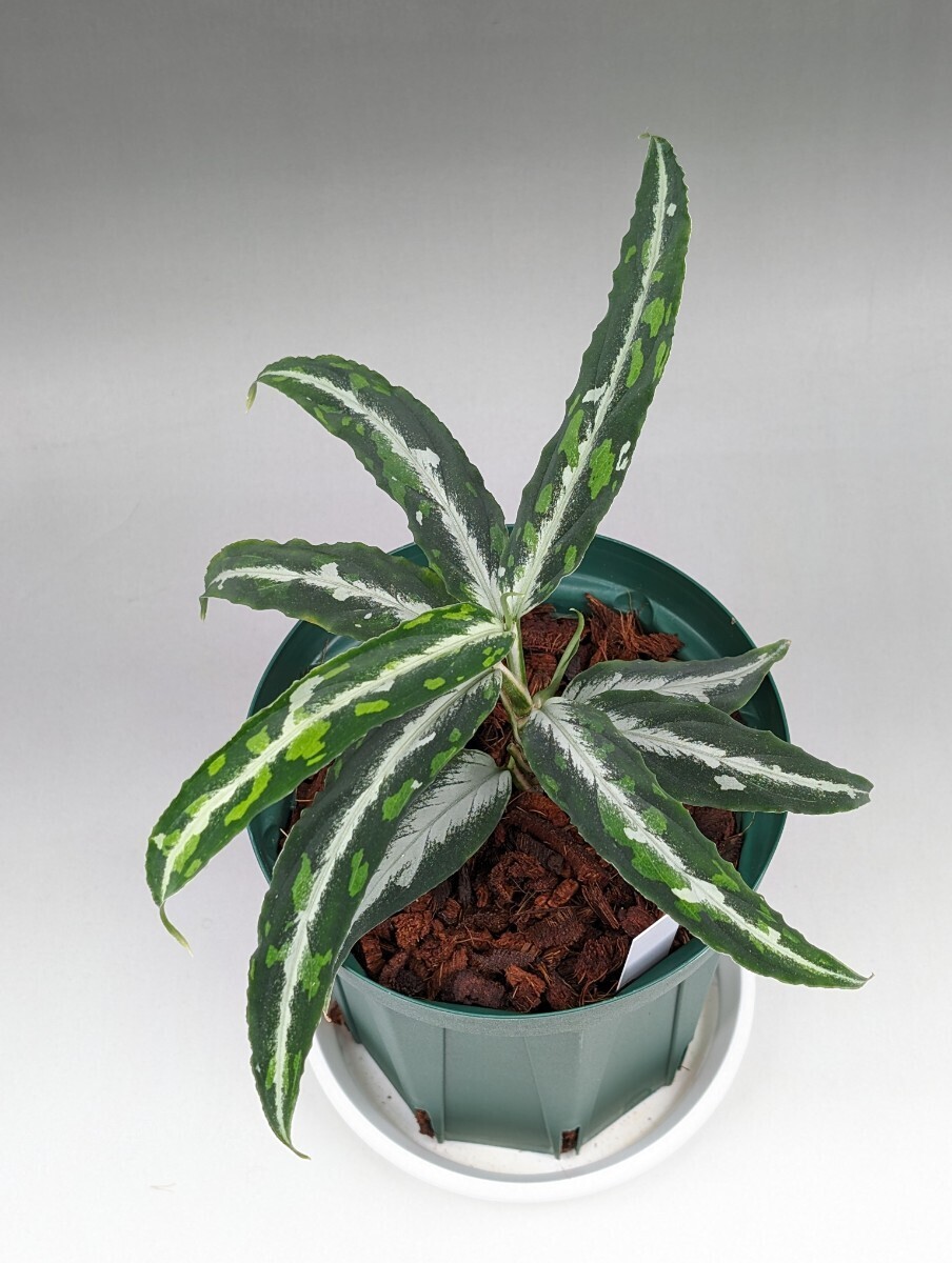 Yahoo!オークション - ネームド交配 オリジナル交配株 HF018_G個体 ア...