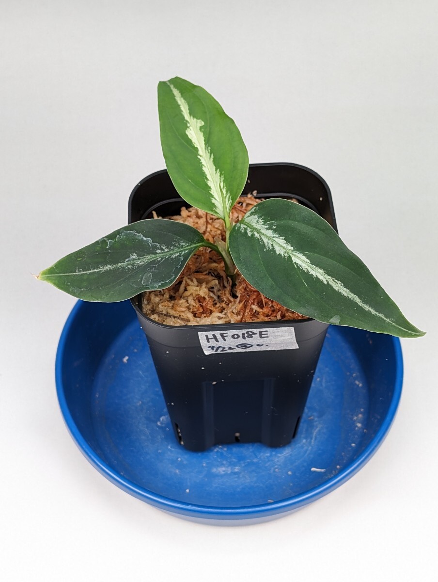 Yahoo!オークション - ネームド交配 オリジナル交配株 HF018_E個体 ア...