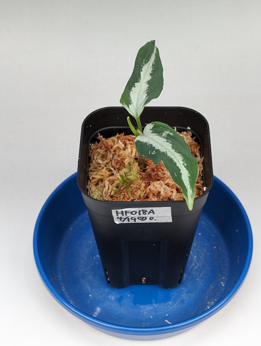 Yahoo!オークション - ネームド交配 オリジナル交配株 HF018_A個体 ア...