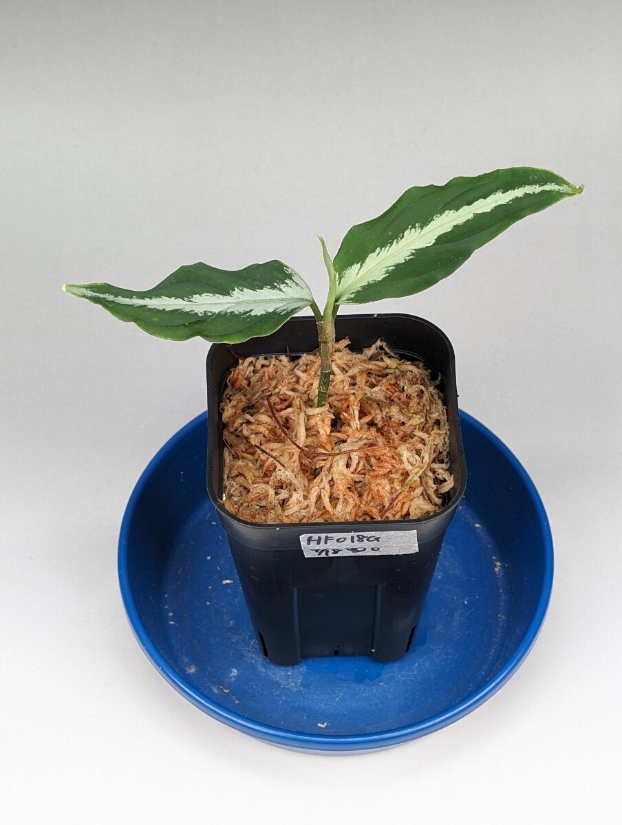 Yahoo!オークション - ネームド交配 オリジナル交配株 HF018_G個体 ア...