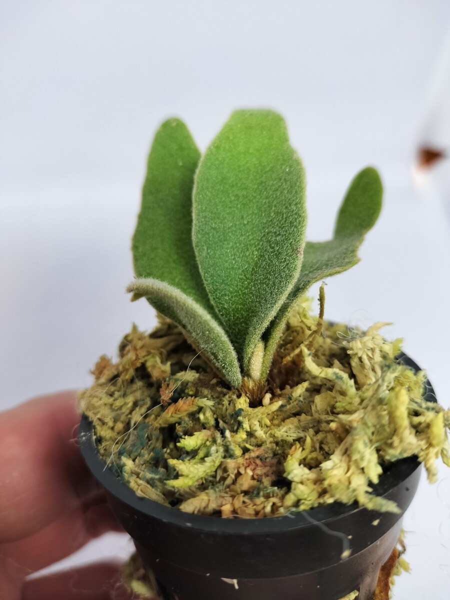 Yahoo!オークション - B23 P.Willinckii O.M.G sporeling