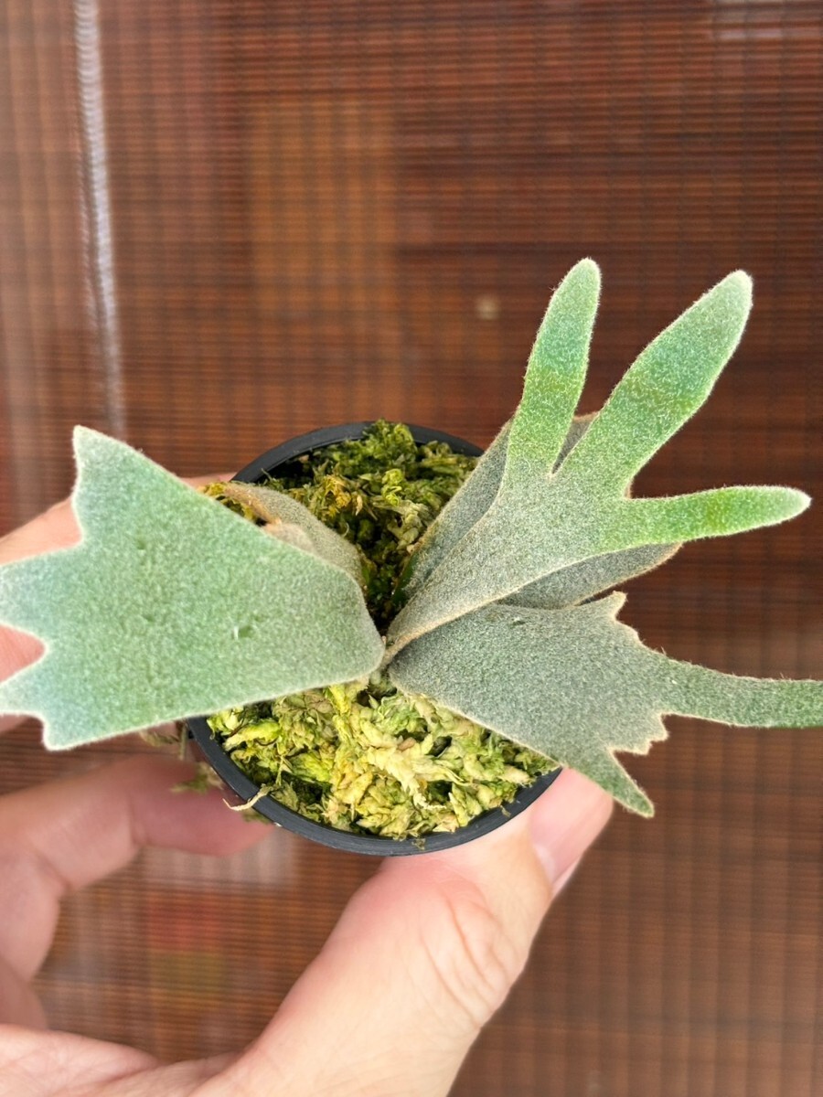 Yahoo!オークション - D20 P.Willinckii Bacteria sporeling