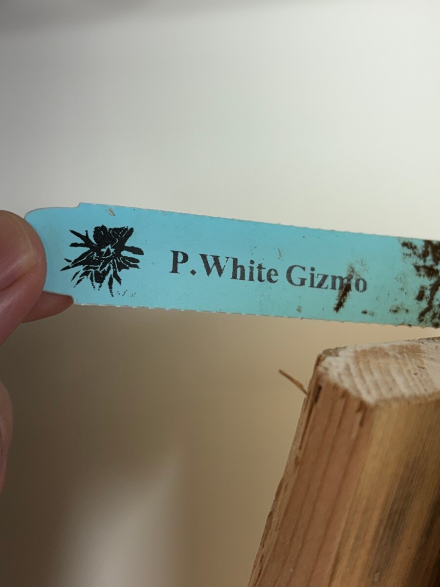 Yahoo!オークション - A28 P.White Gizmo OC pup 子株 株分け