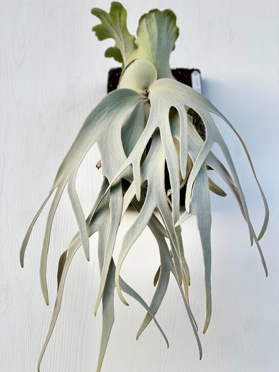 Yahoo!オークション - C42 P. Willinckii Anapat#10 OC pup 子株 株分...