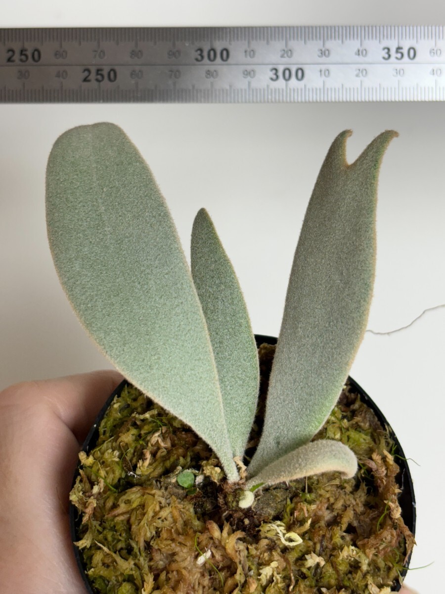 Yahoo!オークション - C42 P. Willinckii Anapat#10 OC pup 子株 株分...