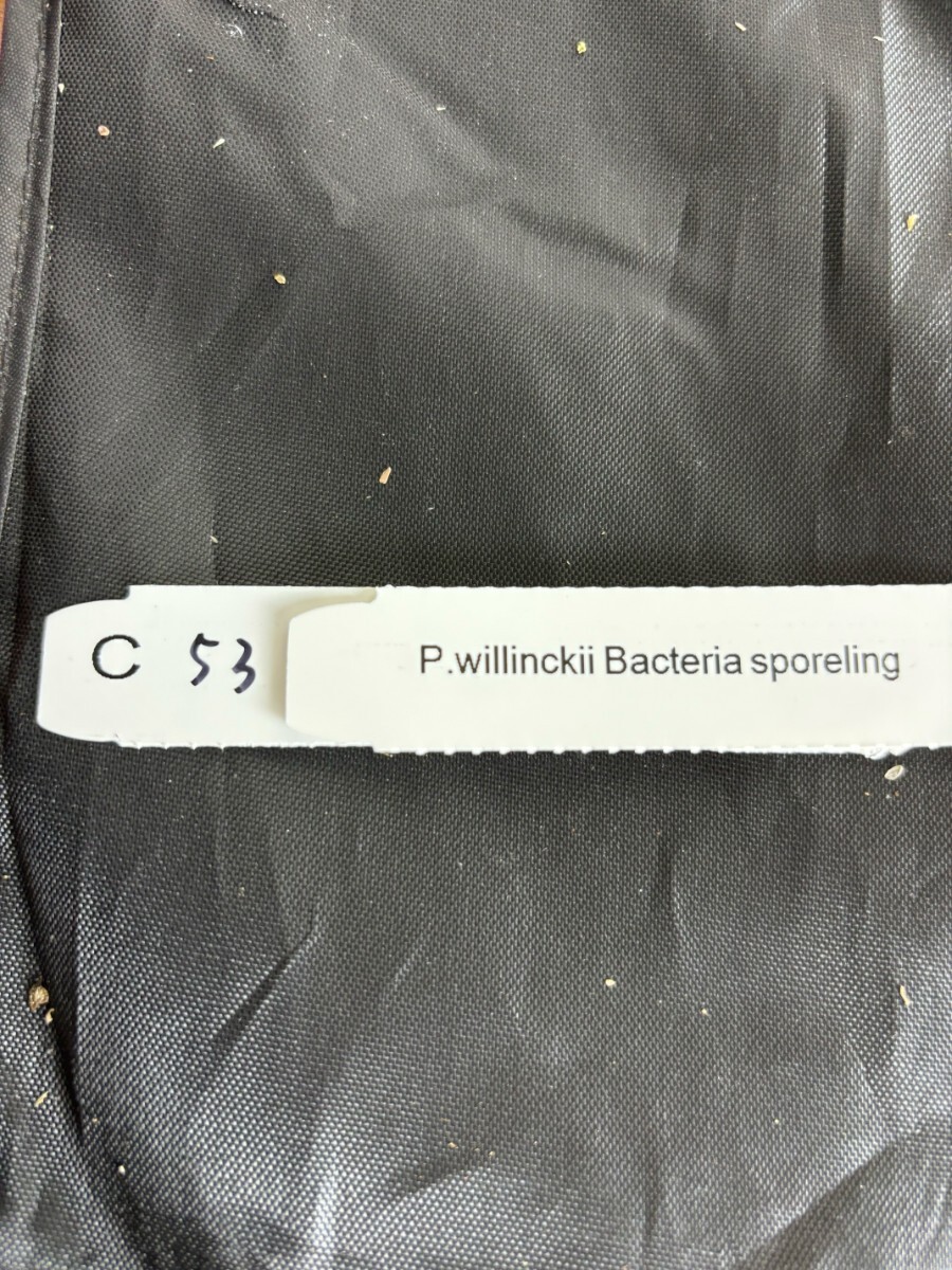 Yahoo!オークション - C53 P.Willinckii Bacteria sporeling
