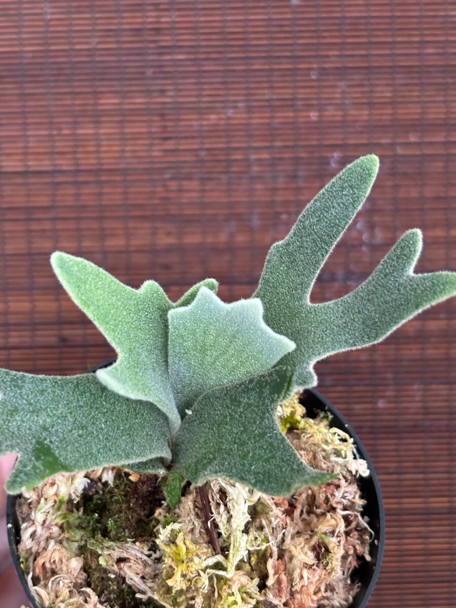 Yahoo!オークション - C62 P.Willinckii Bacteria sporeling