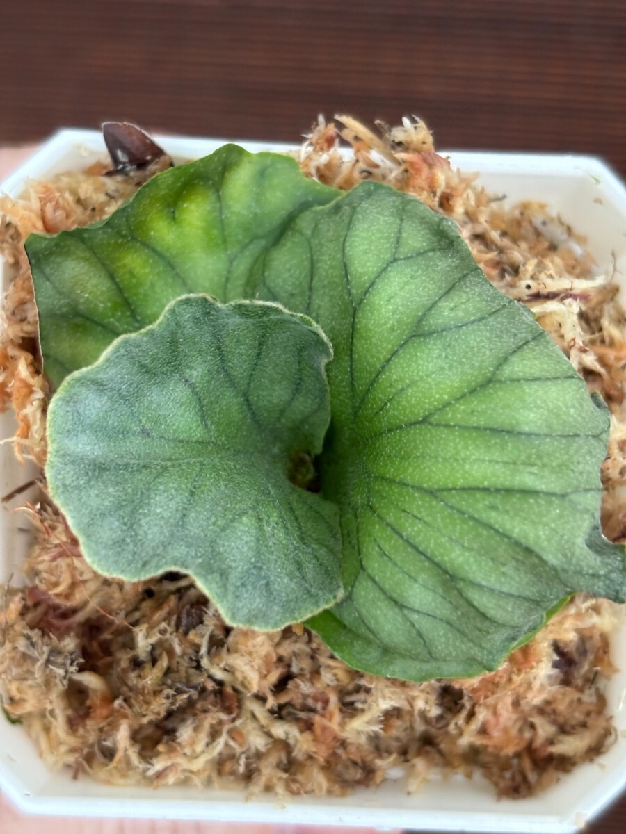 Yahoo!オークション - C76 P. Wandee dwarf &curl