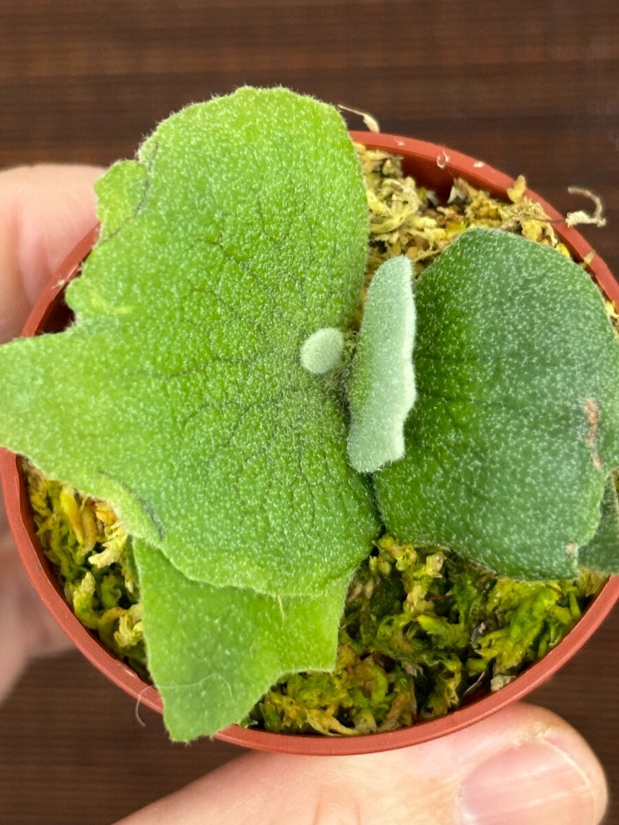 Yahoo!オークション - C71 P.Willinckii O.M.G sporeling