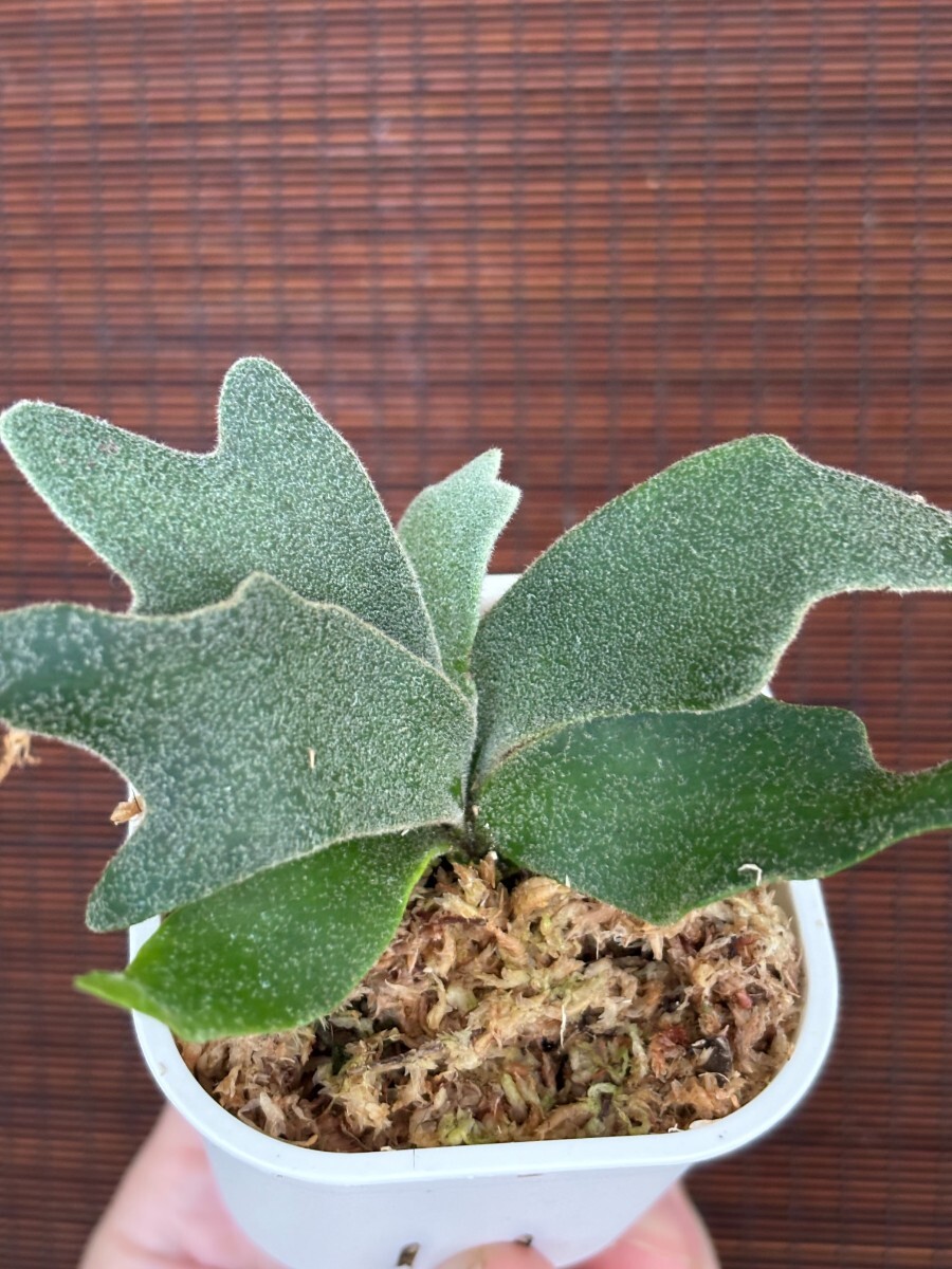 Yahoo!オークション - C73 P.Willinckii Bacteria sporeling