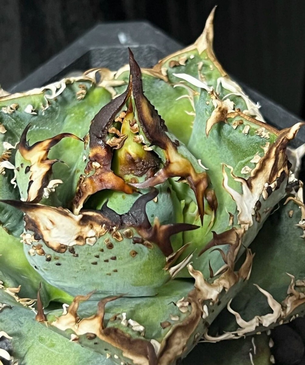 Yahoo!オークション - DA10多肉植物アガベチタノタ鰐亀