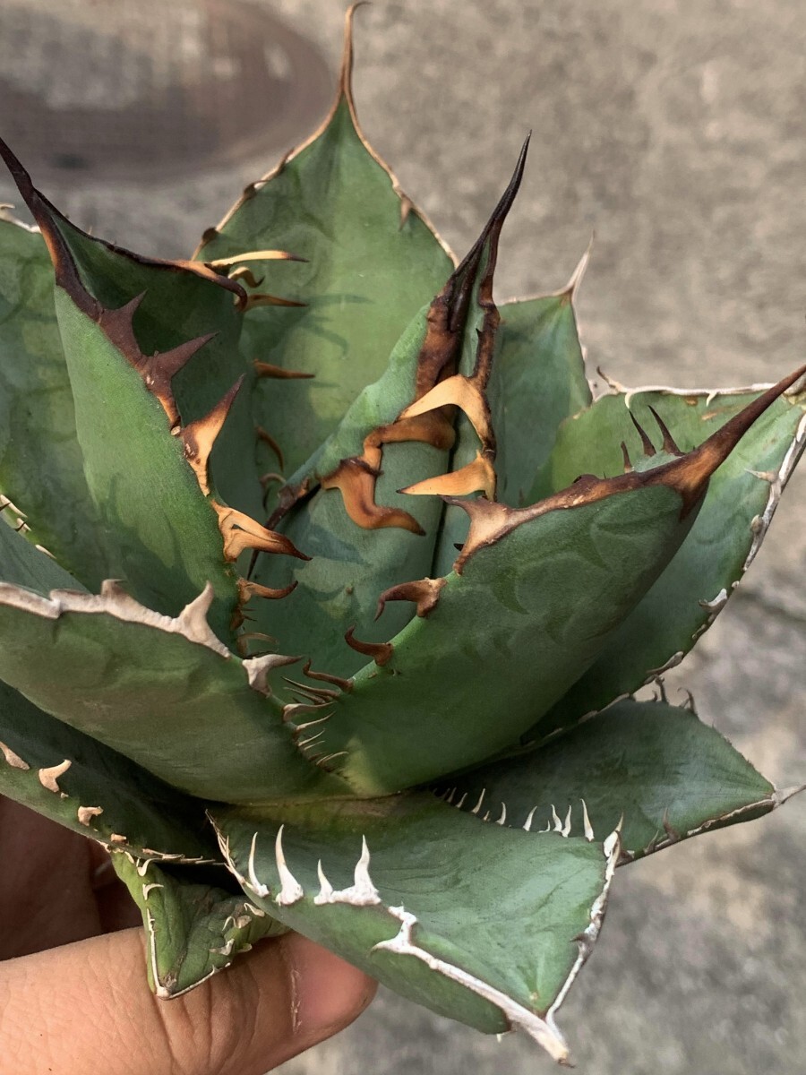 Yahoo!オークション - BC78多肉植物 高級品種 アガベ チタノタ 白鯨 大...